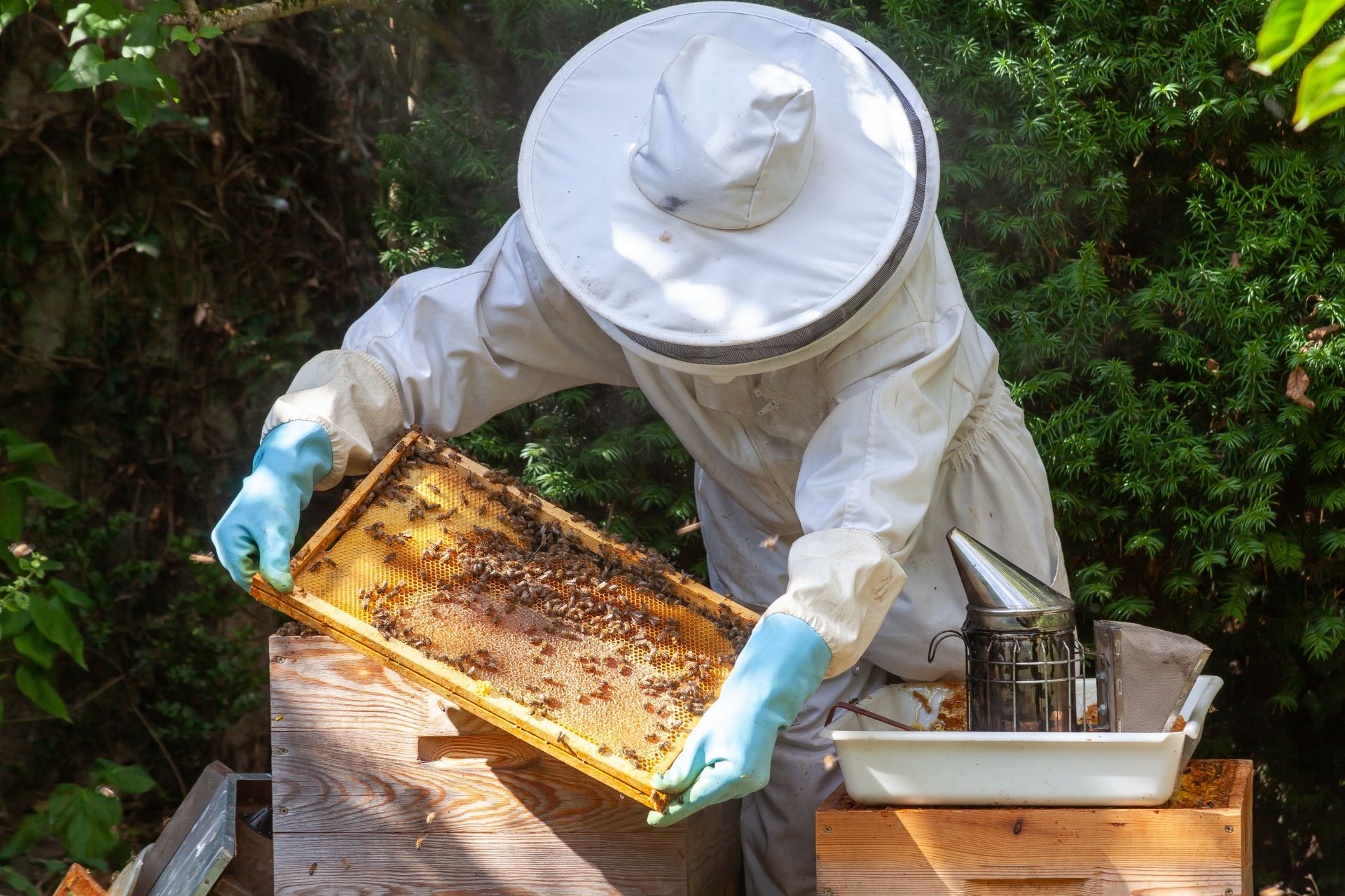 Certificate in Beekeeping
