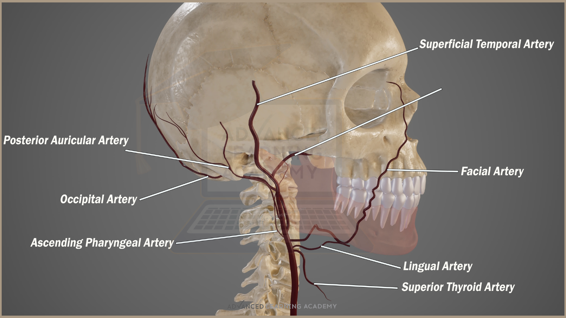 What Is the Facial Artery? A Guide for Aesthetic & Clinical Practitioners