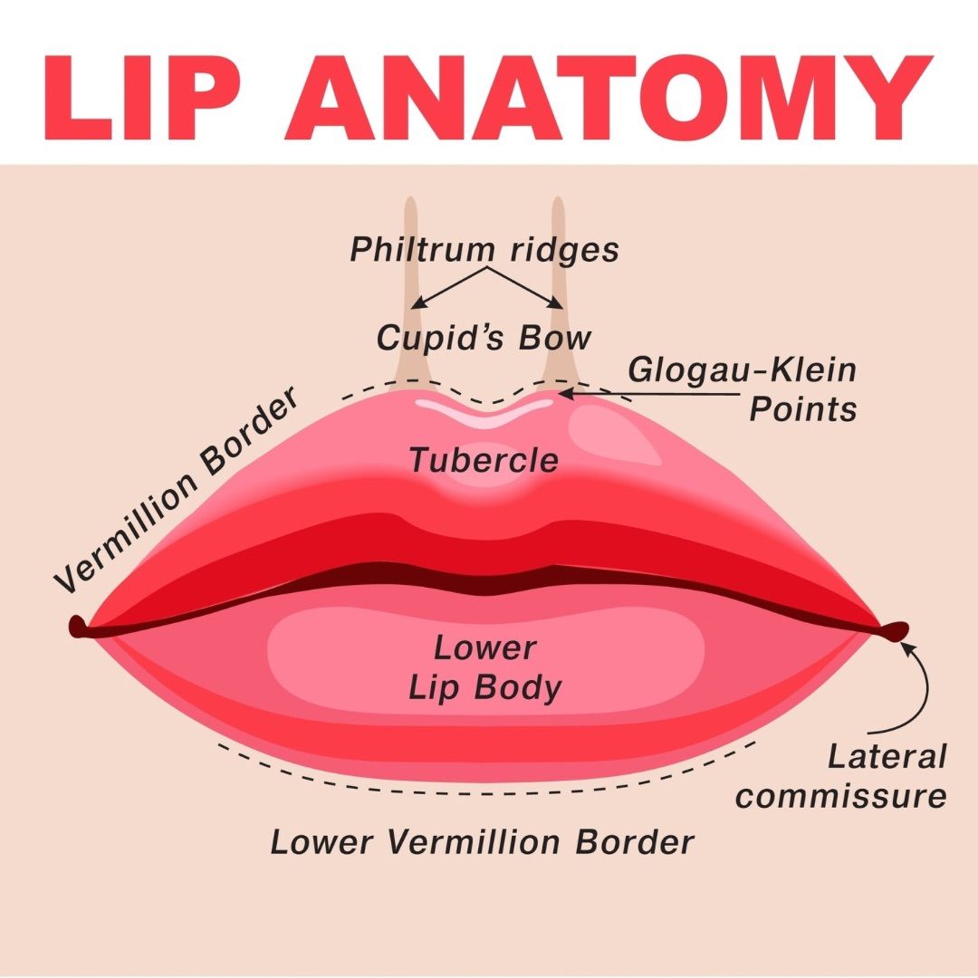 Advanced Lip Anatomy and Physiology