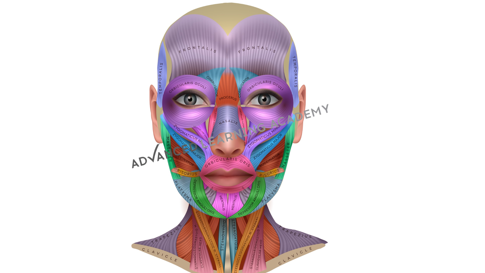 Facial Muscles: Anatomy, Function, and Importance in Aesthetic Practice