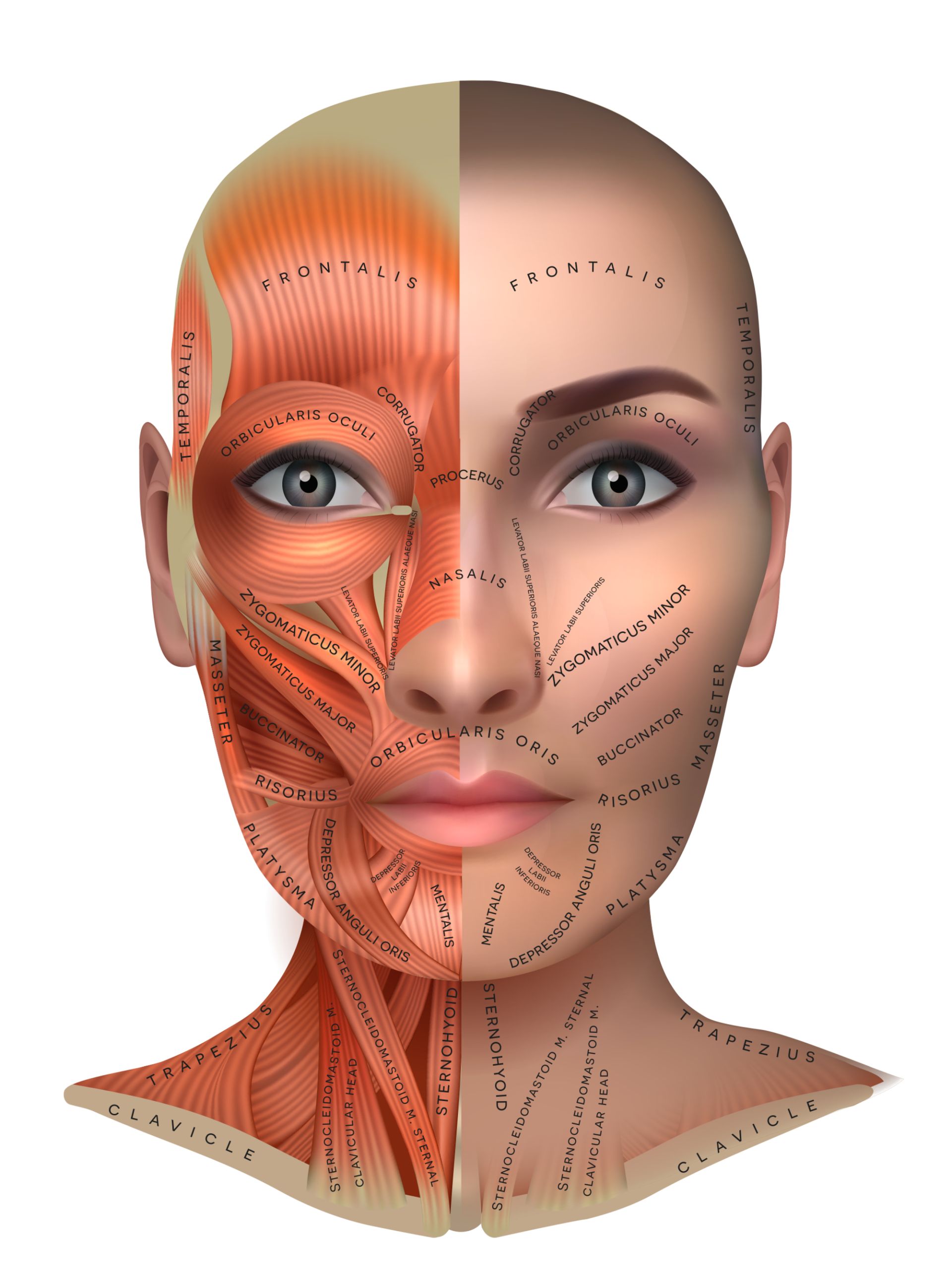 Facial Anatomy Physiology and Ageing (CPD Level 5)