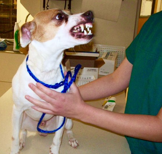 The Need for More Dog Behaviour Education in Vet Med