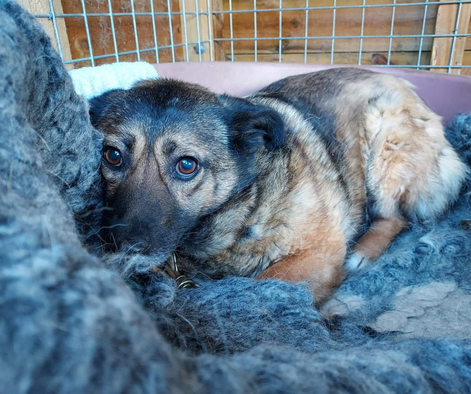 Rescue Dog Relationships