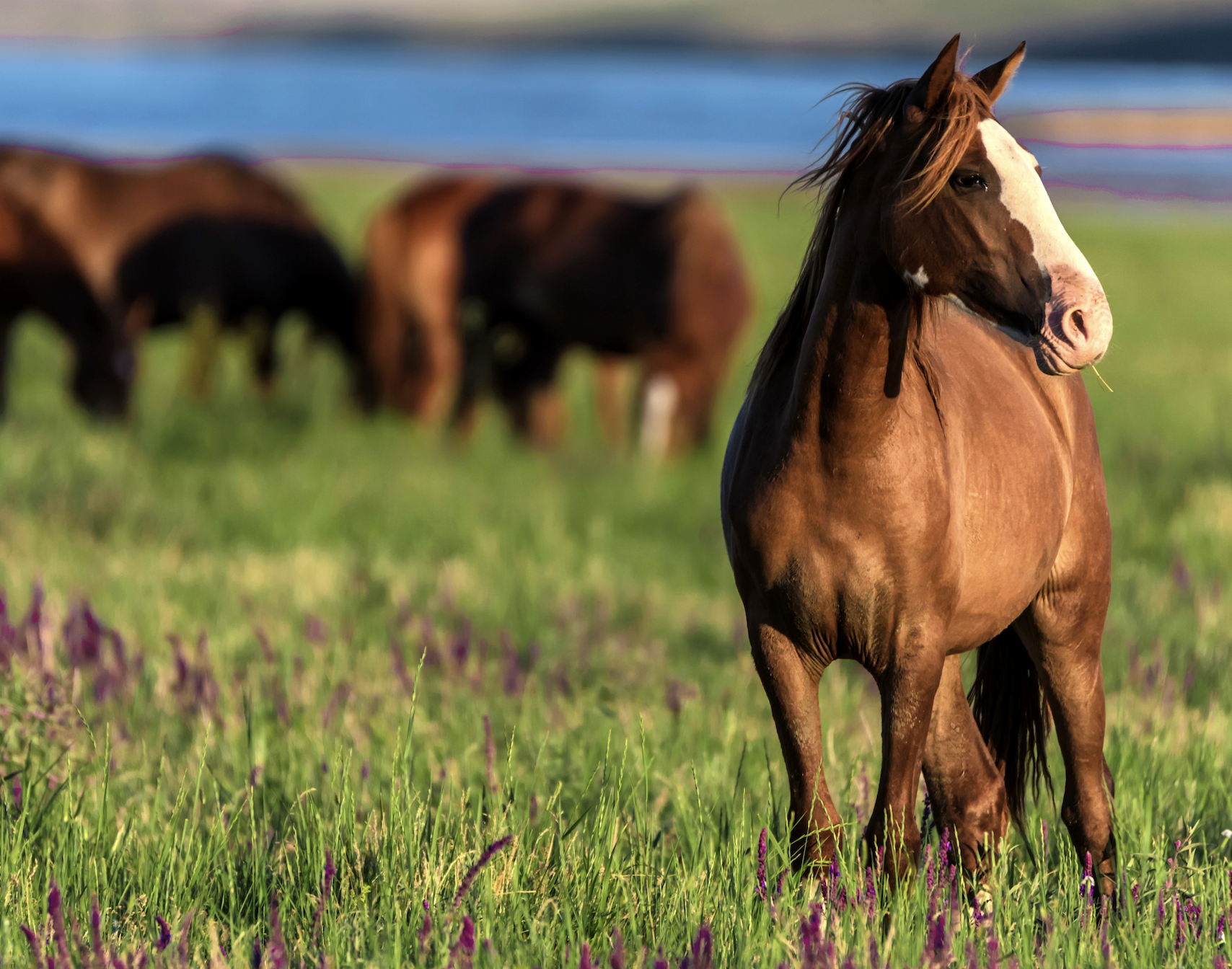 Why Ethical Practice is the Future of Equine Care