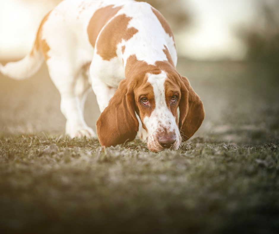 Nosework Fundamentals Scentwork Detection Tracking Course