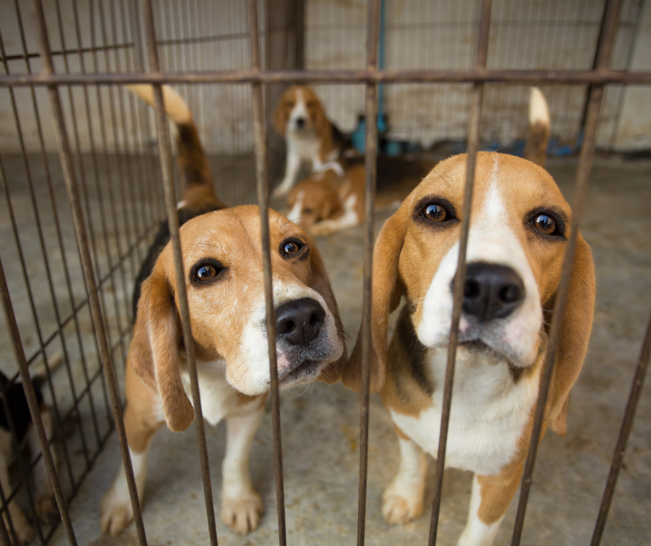 Trauma-informed care for rescue dogs.