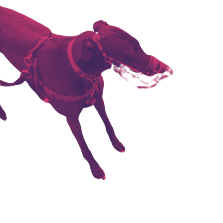 Lets Talk About Muzzles...