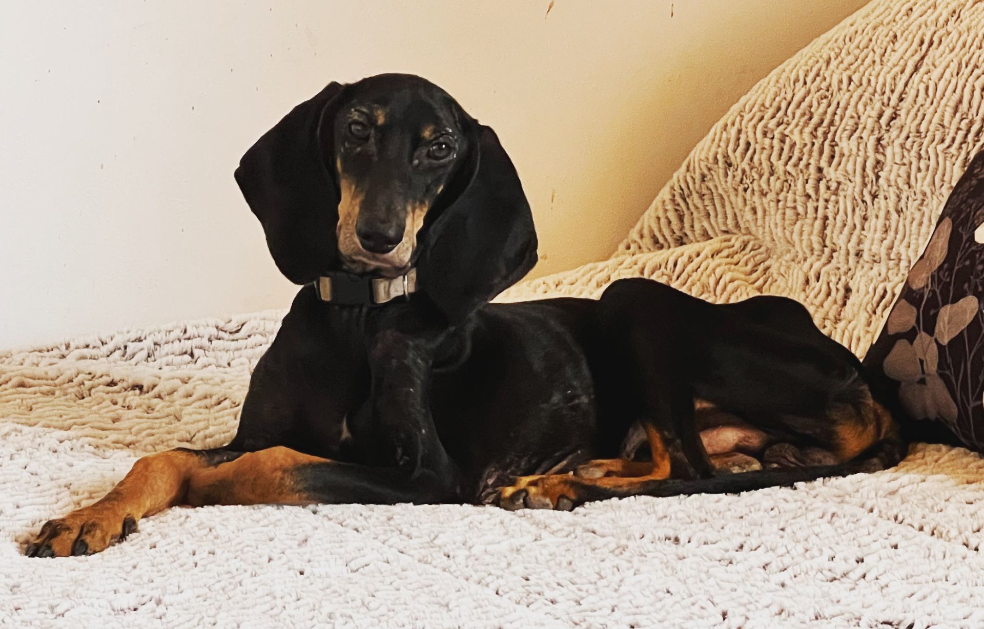 Different dogs and disabled animals | Dog Behaviour