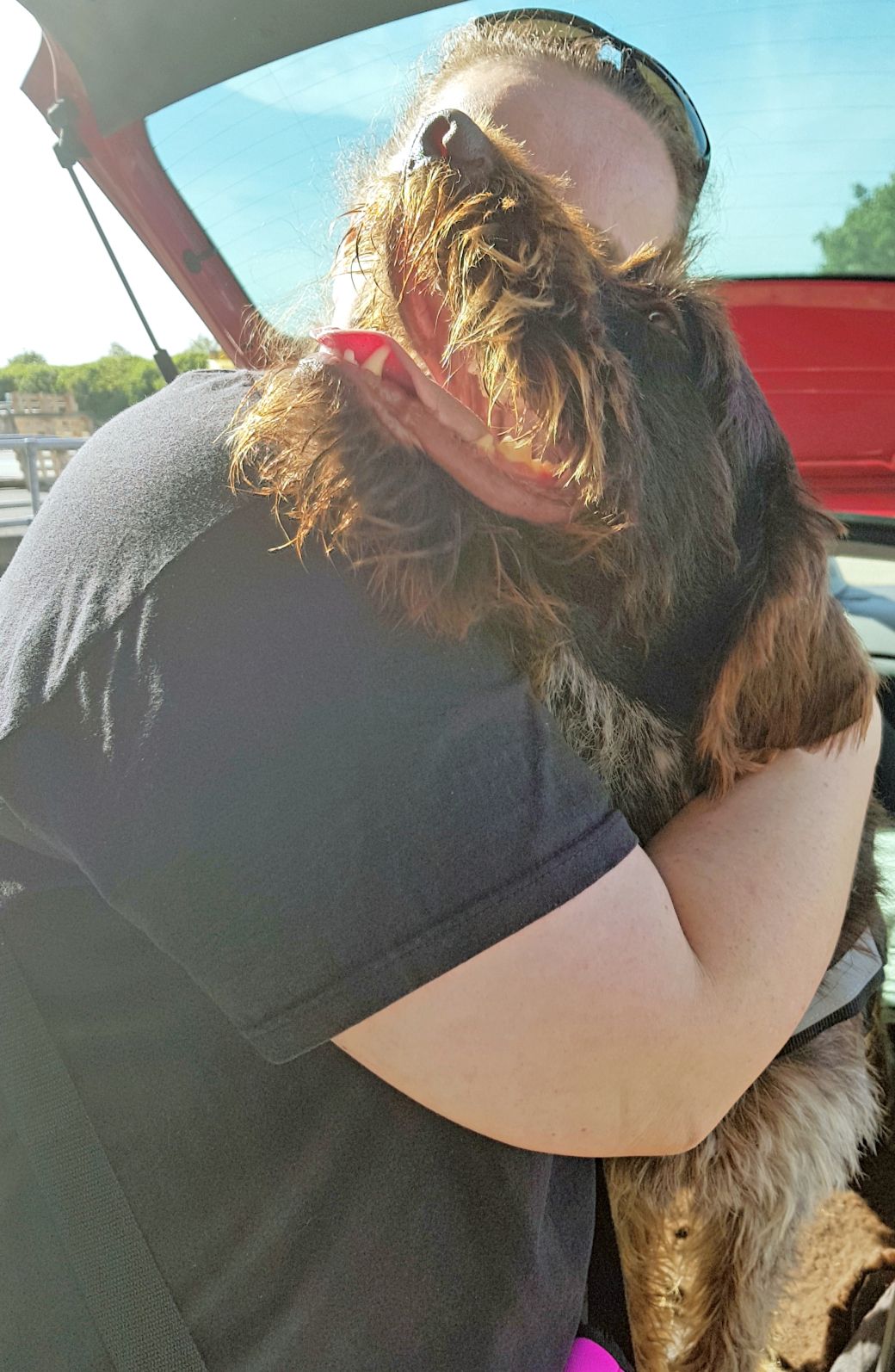 Cypriot Street Dog to UK School Dog