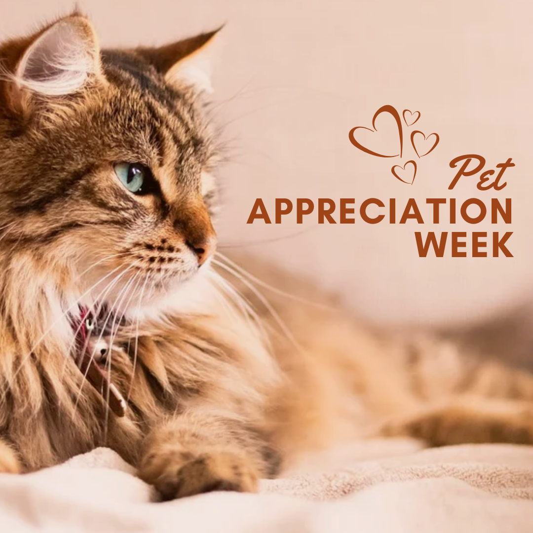 Pet Appreciation Week